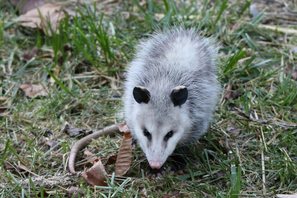Virginia Opossum from Coshocton County, OH, USA on November 12, 2023 at ...