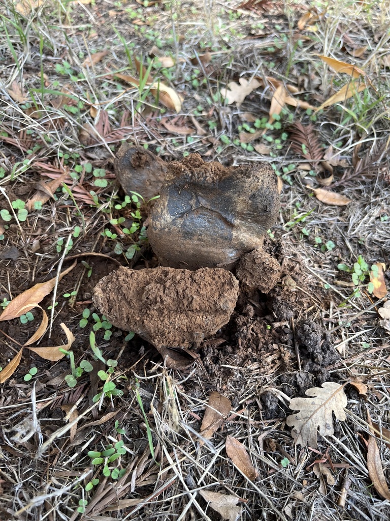 Dead Man's Foot from Sonoma, Glen Ellen, CA, US on November 12, 2023 at ...