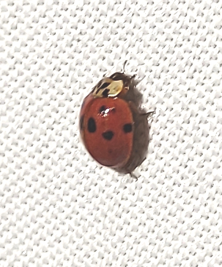 Asian Lady Beetle from 70297-400 - SH Grande Colorado Condomínio ...