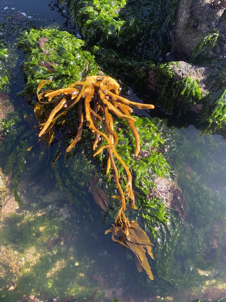 Lessonia trabeculata from El Morro, Tomé, Región del Biobío, CL on ...