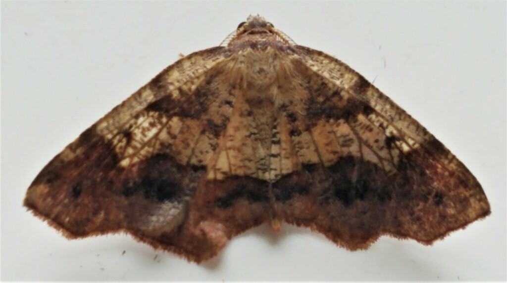 Friendly Probole Moth from OSM-Keene, Peterborough County, ON, Canada ...