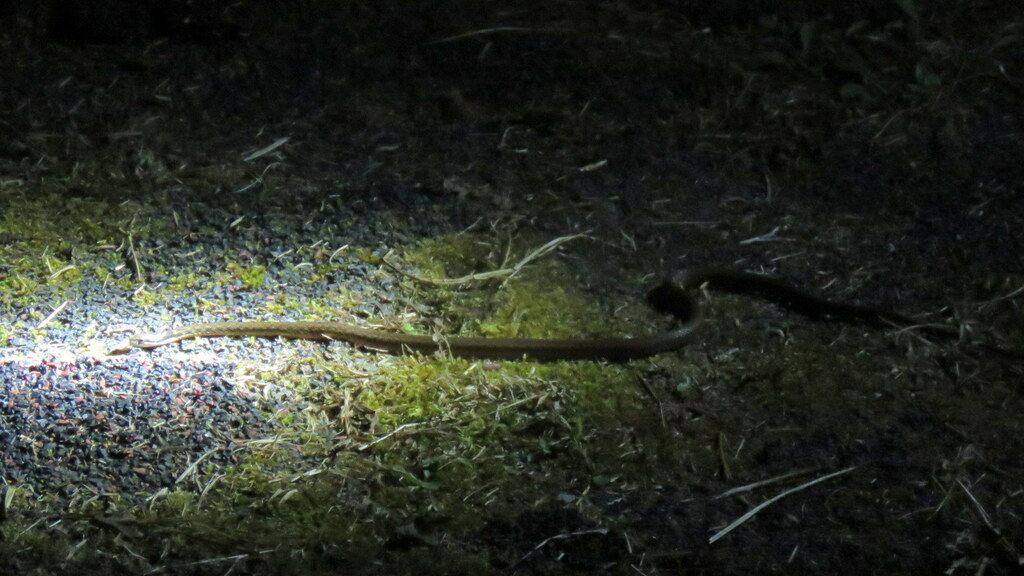 Himalayan Keelback from Khonoma, Nagaland 797002, India on November 10 ...
