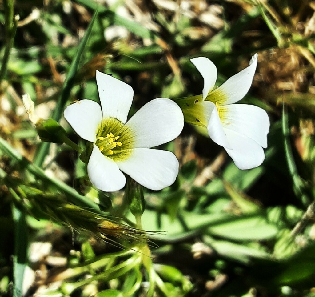 Pale pink-sorrel from Blackmans Flat NSW 2790, Australia on November 13 ...