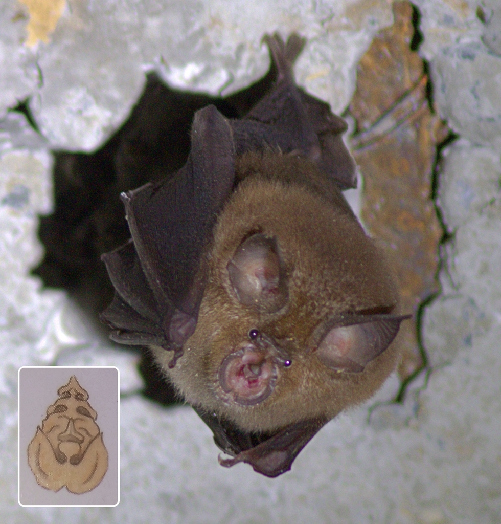 Japanese greater horseshoe bat from 7FQQ+223, Tianquan County, Yaan ...
