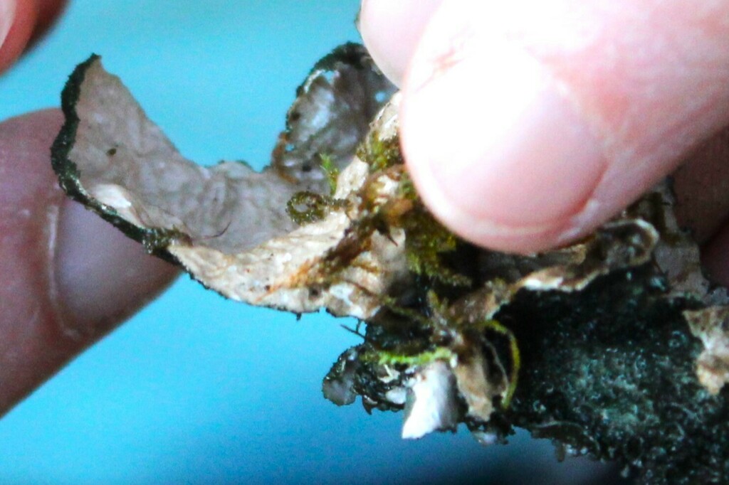 Lobariaceae from Mt Tamalpais, California 94941, USA on November 6 ...