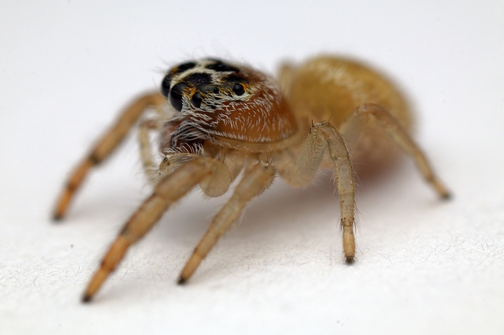 Cyclops Jumping Spider from Kaeo, New Zealand on November 6, 2022 at 04 ...