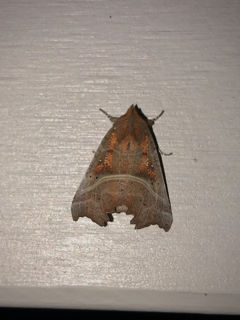 Herald Moth from Bethel University, Arden Hills, MN, US on November 12 ...