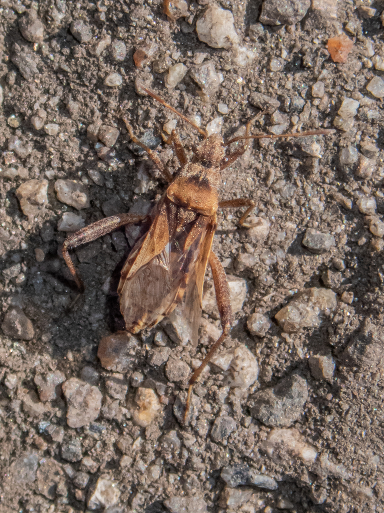 Tollius from San Diego County, CA, USA on November 5, 2023 at 01:57 PM ...