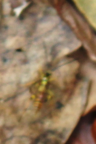 Bee Parasitizing Wasps from Smiths Lake NSW 2428, Australia on November ...