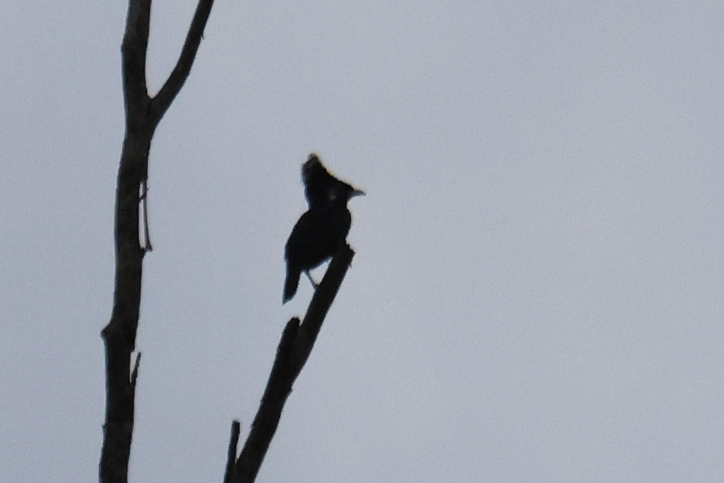 Long-crested Myna from Manusela National Park, Maluku County, Maluku ...
