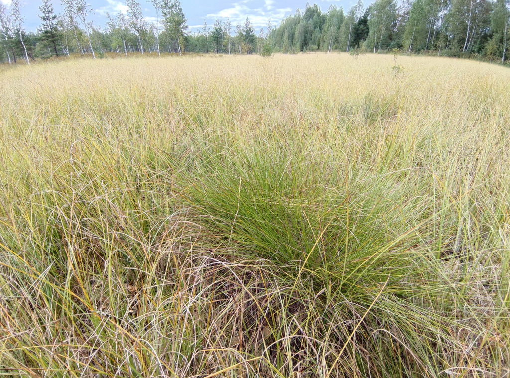 tussock cottongrass from С1-1 (Мокрое - Тюрьвищи), Гусь-Хрустальный р-н ...