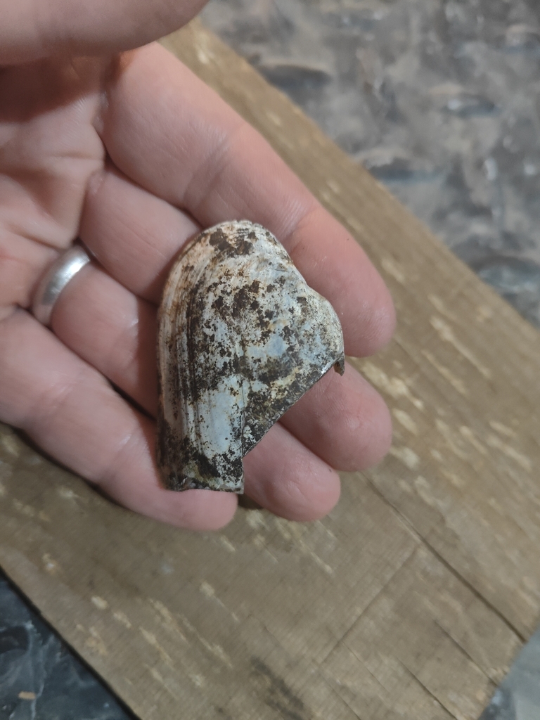 Fatmucket from James River @ Diversion Unit #1 on November 12, 2023 by ...