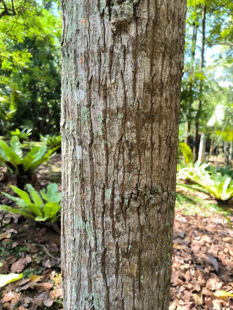 Shorea leprosula in November 2023 by Rafidah Abdul Rahman · iNaturalist