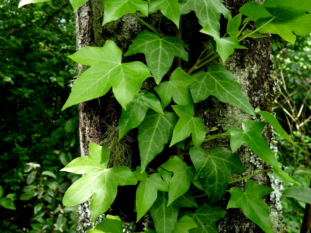 Atlantic Ivy from Stoke, Nelson 7011, New Zealand on November 13, 2023 ...