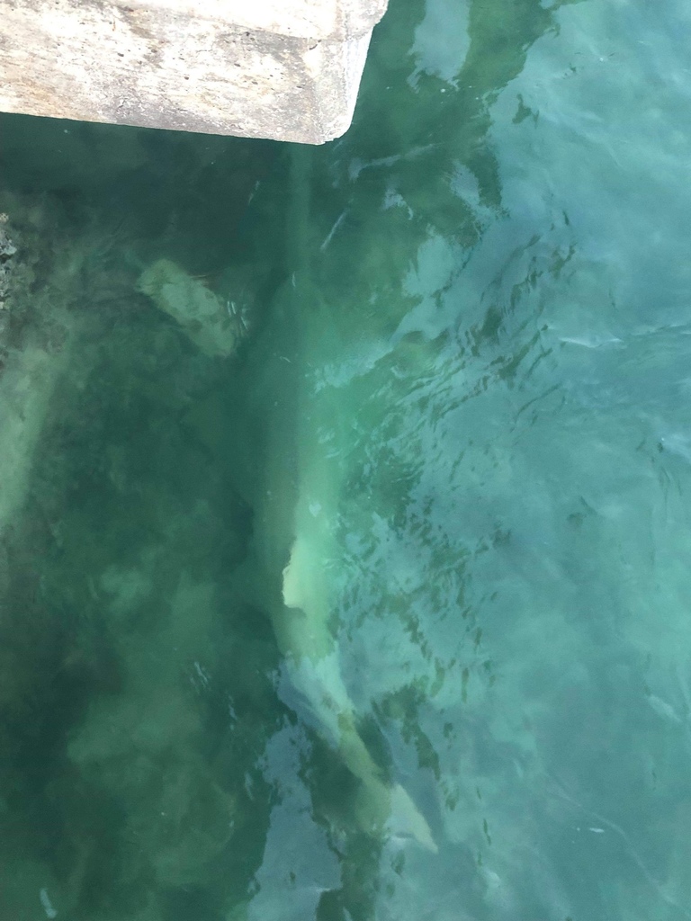 Smalltooth Sawfish in March 2019 by Andrew Bleiman · iNaturalist