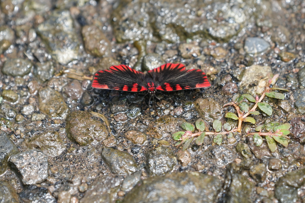 Blood Red Skipper from Ishpingo Pakcha on November 11, 2023 at 02:06 AM ...