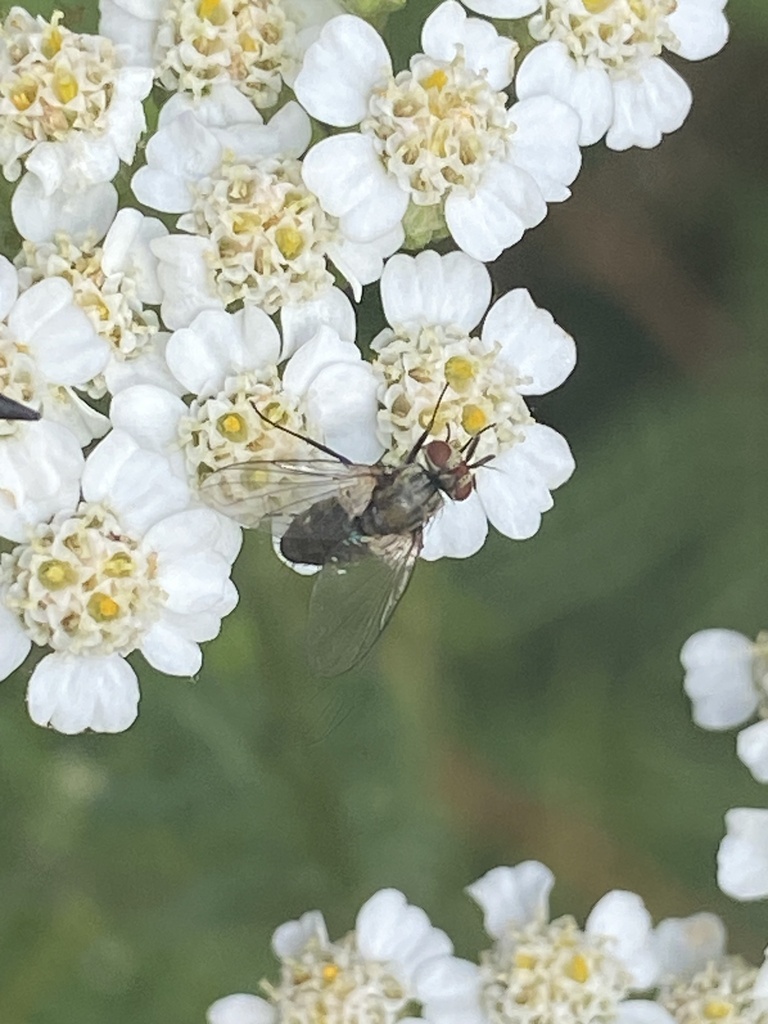 Calyptrate Flies from Sardis, MS, US on November 12, 2023 at 01:18 PM ...