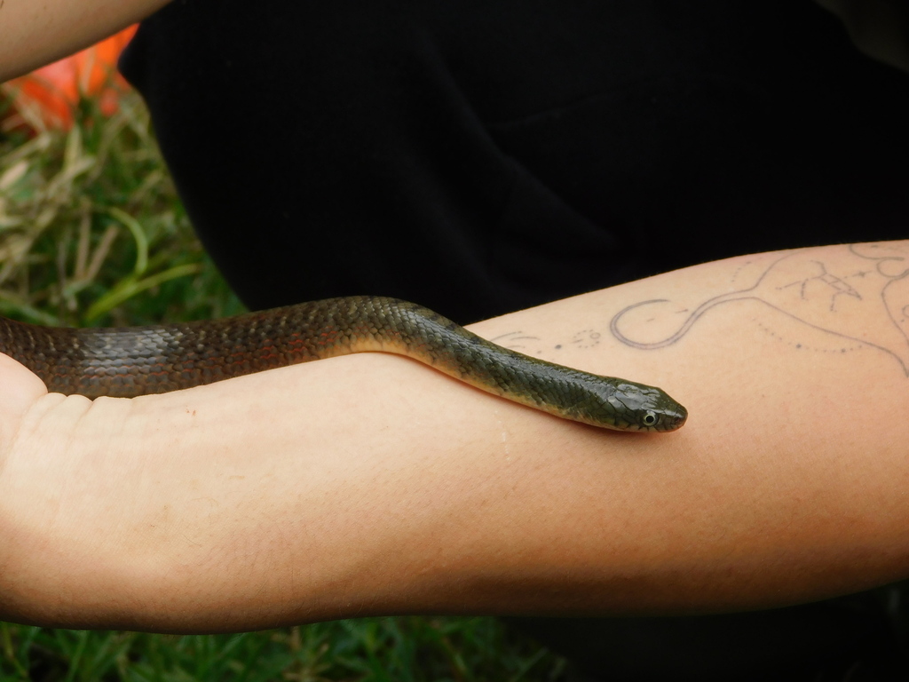 Triangle Keelback from Lembang, West Bandung Regency, West Java ...
