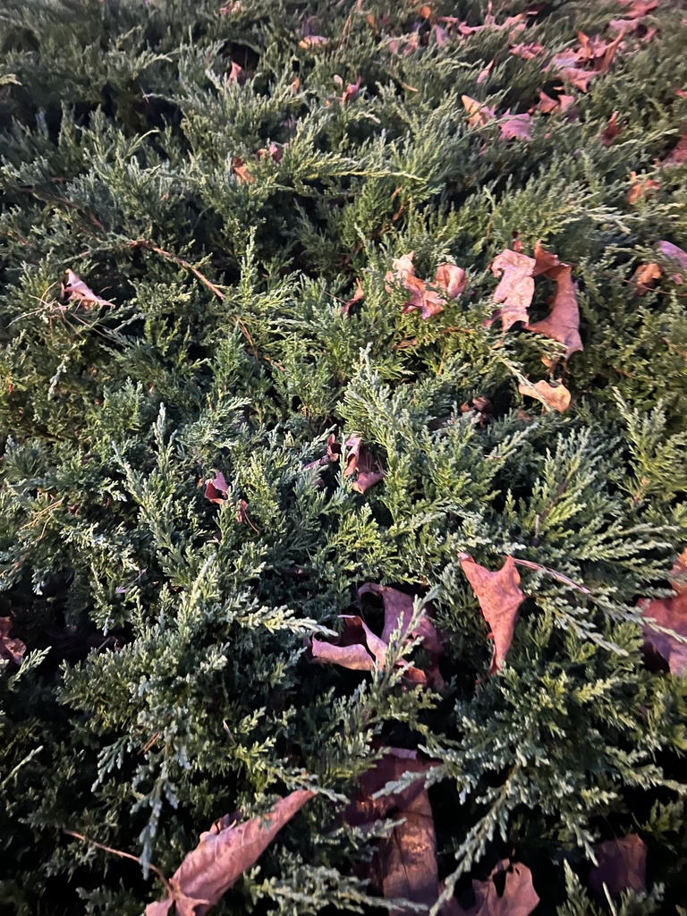 creeping juniper from Boston College, Newton, MA, US on November 12 ...