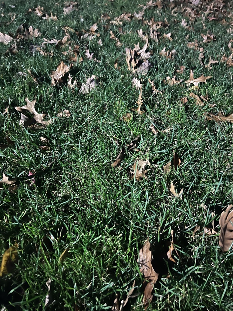 Smooth Meadow-grass from Boston College, Newton, MA, US on November 12 ...