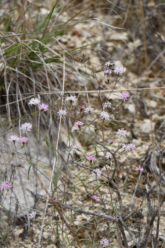 Small Palafox from Somervell County, TX, USA on November 12, 2023 at 04 ...