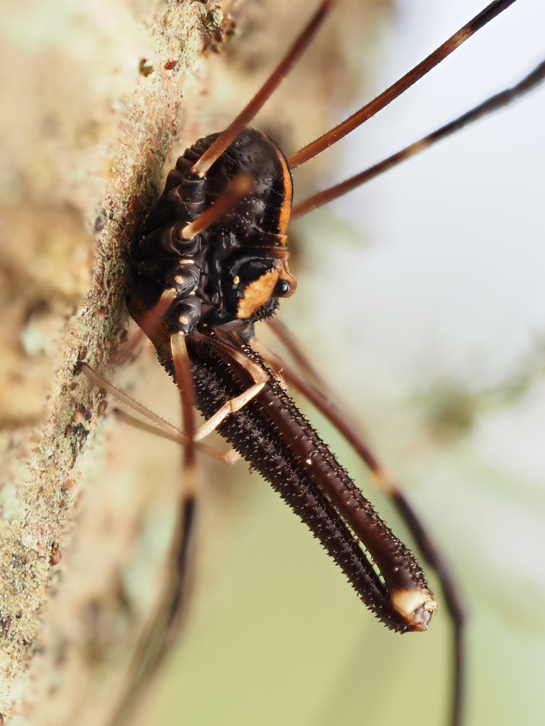 Forsteropsalis pureora from Whalers Gate, New Plymouth, New Zealand on ...