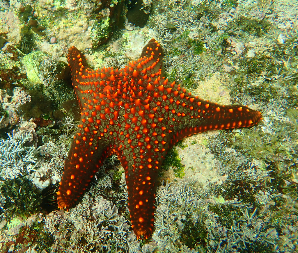 Panamic Cushion Star from Isabela, EC-GA, EC on October 29, 2023 at 02: ...