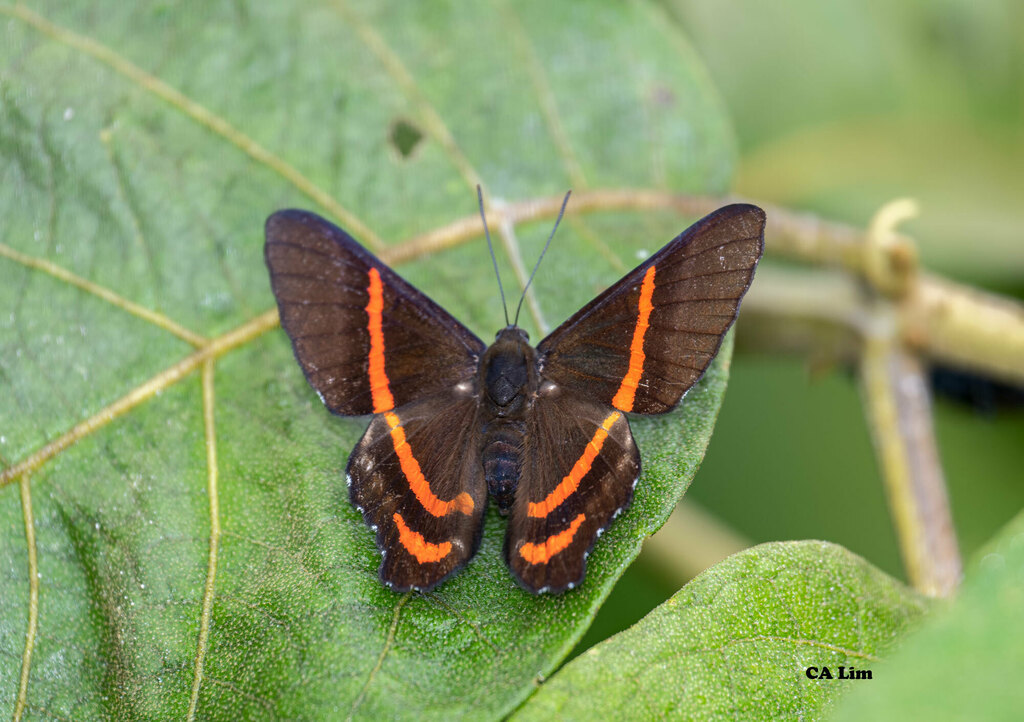 Ancyluris from Mera, Ecuador on November 12, 2023 at 11:42 AM by ...