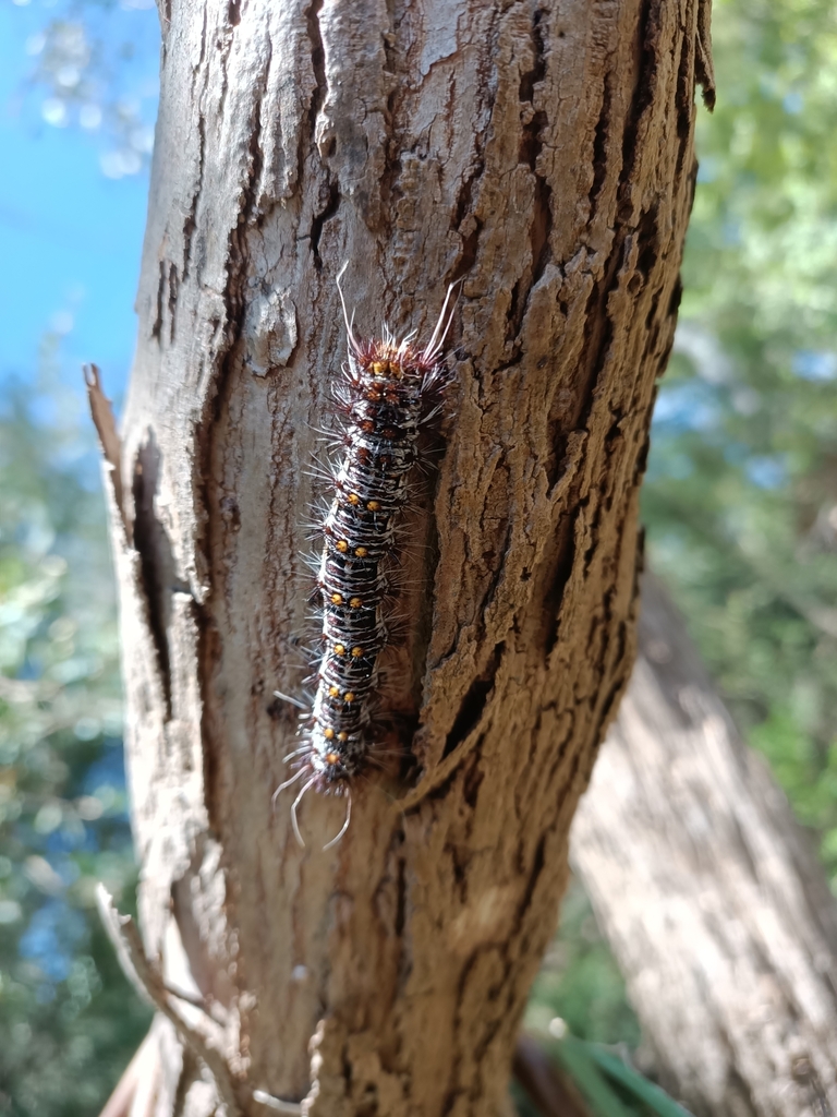 Batwing Moth from 123, Frankston South VIC 3199, Australia on November ...