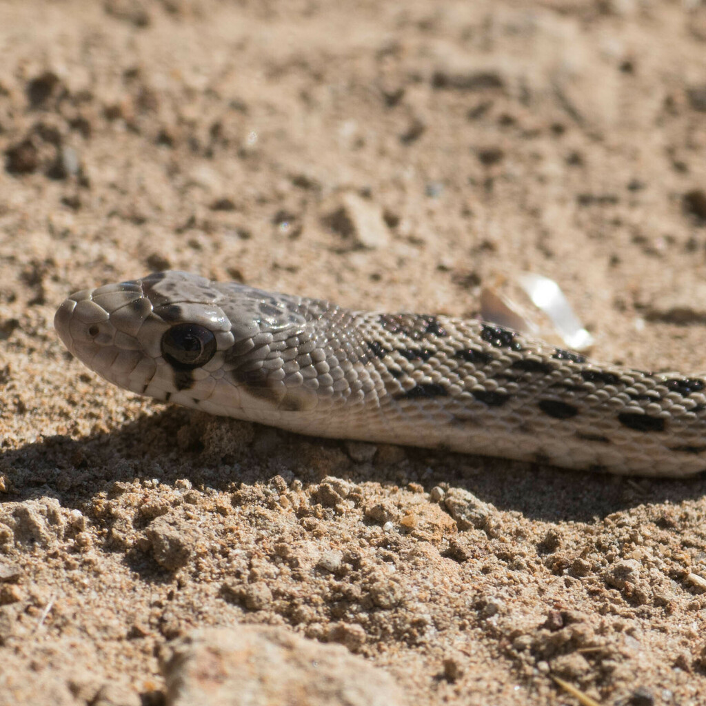 Pacific Gopher Snake from Mt. Diablo, CA, USA on November 12, 2023 at ...