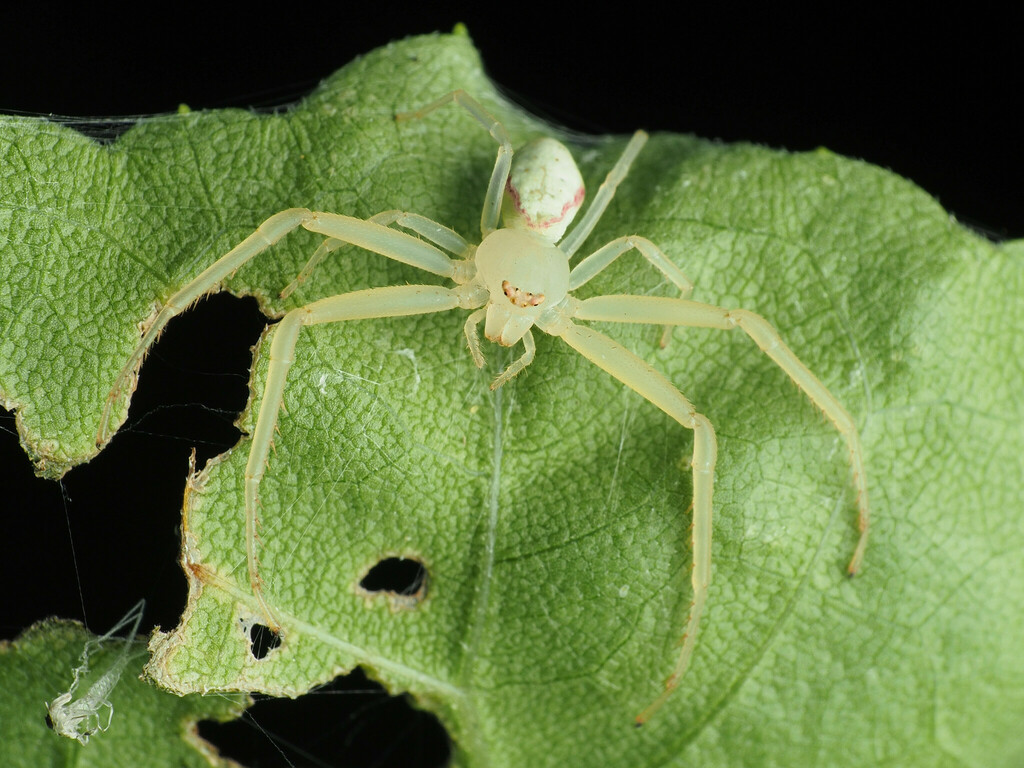 American Green Crab Spider from McLean, VA, USA on October 1, 2023 at ...