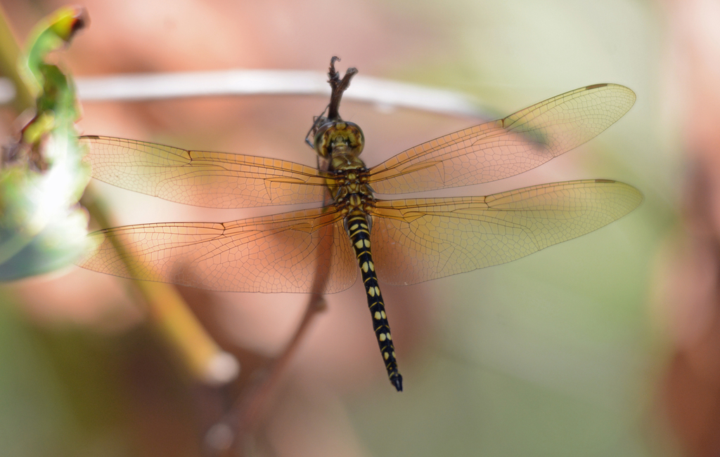 Water Prince from Brisbane QLD, Australia on November 13, 2023 at 12:36 ...