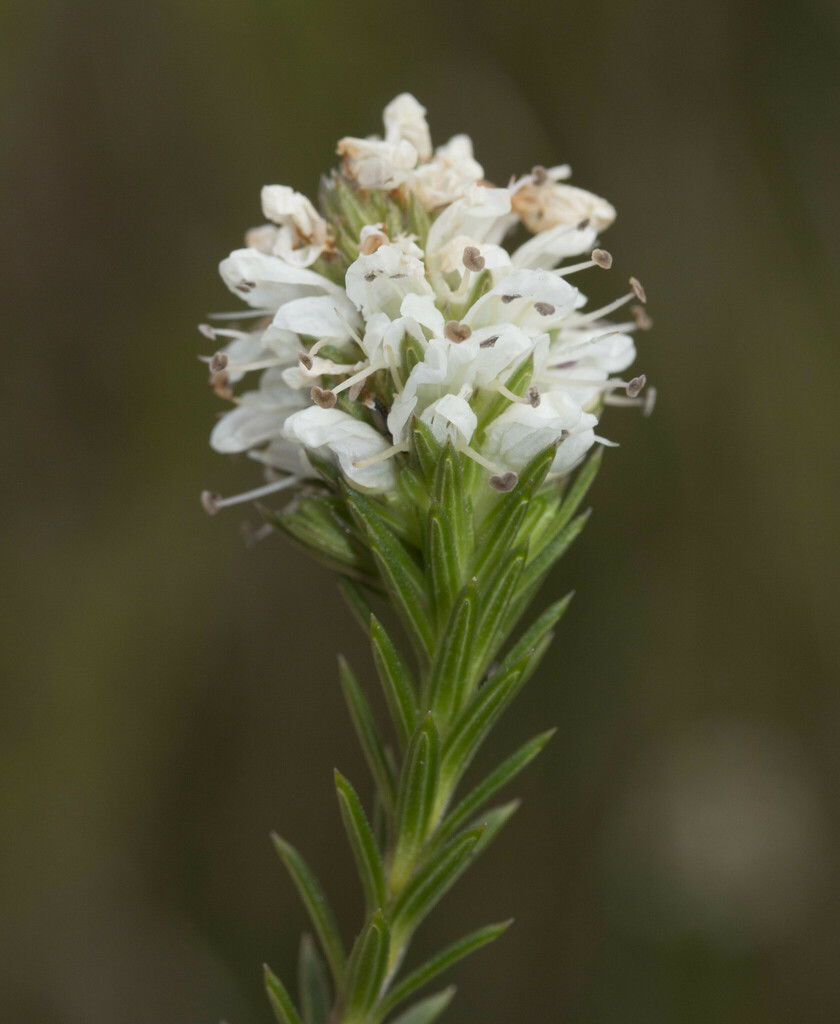Riviersonderend Candlestick from Wa en Osse, Greyton on November 4 ...
