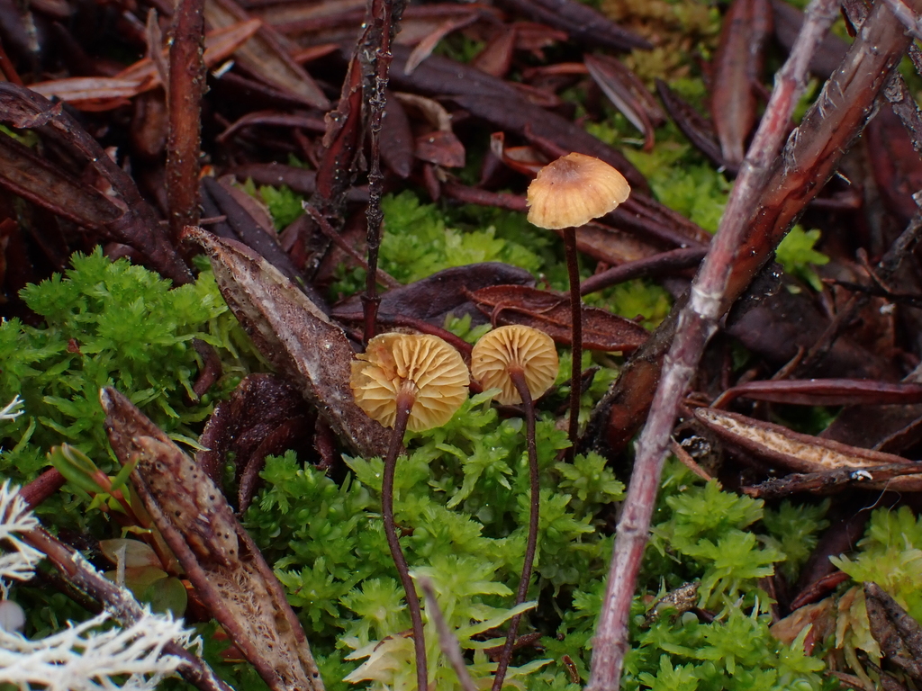 Xeromphalina sect. xeromphalina from King County, WA, USA on November ...