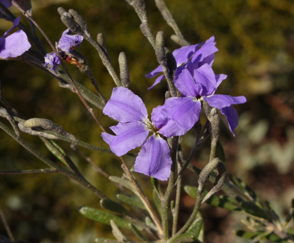 (Dampiera teres) - Botanical Realm