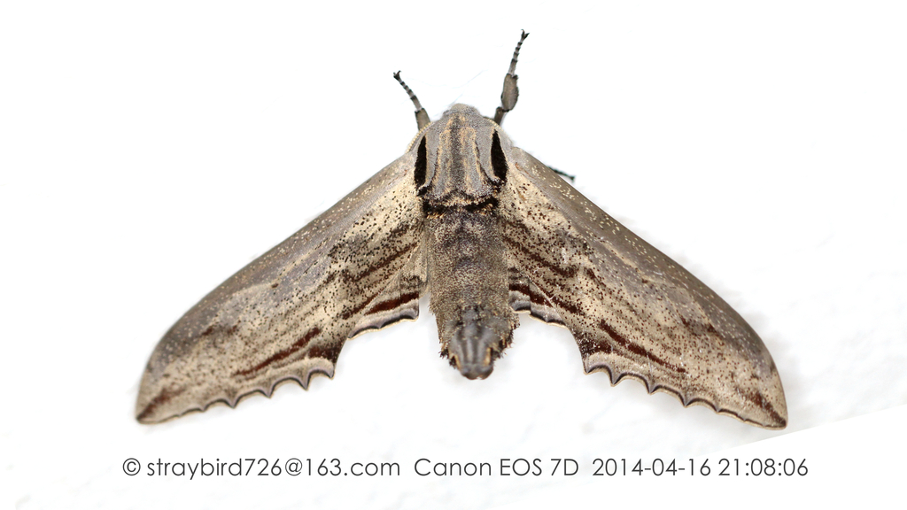 Apple Hawkmoth from 中国北京市门头沟区 on April 16, 2014 at 09:08 PM by Nan Yang ...