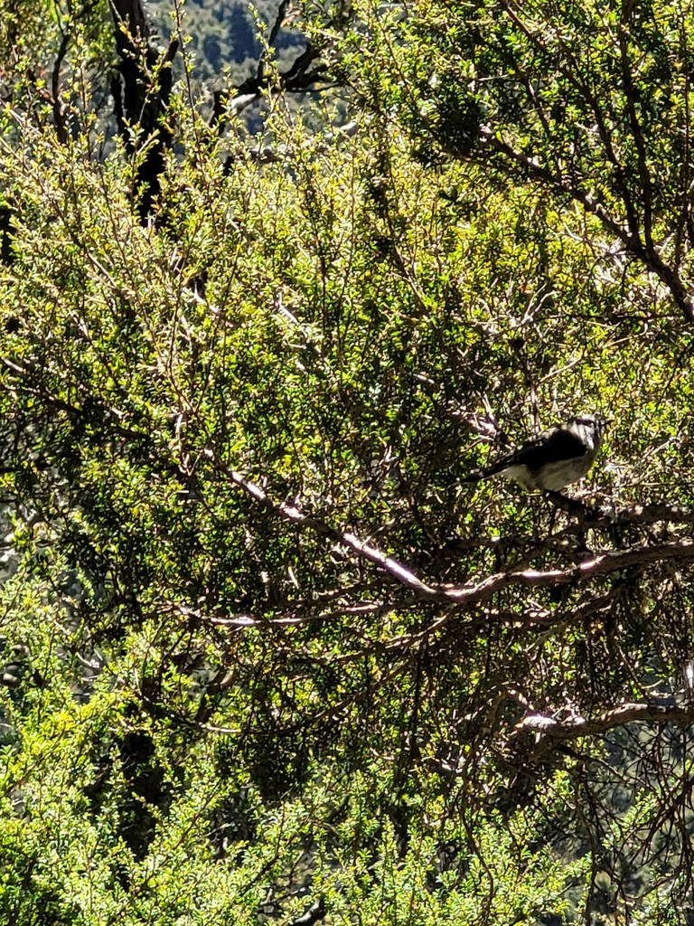 Gray Gerygone from Taihape 4720, New Zealand on November 12, 2023 at 02 ...