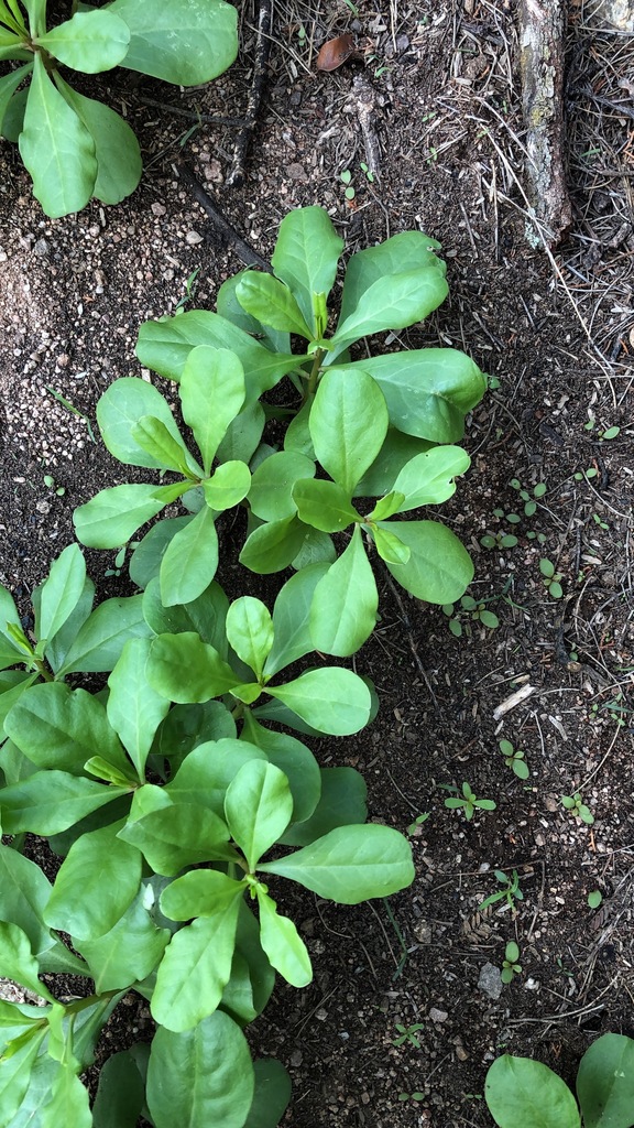 Jewels of Opar from Empire Ranch, AZ 85637, USA on July 17, 2021 at 02: ...