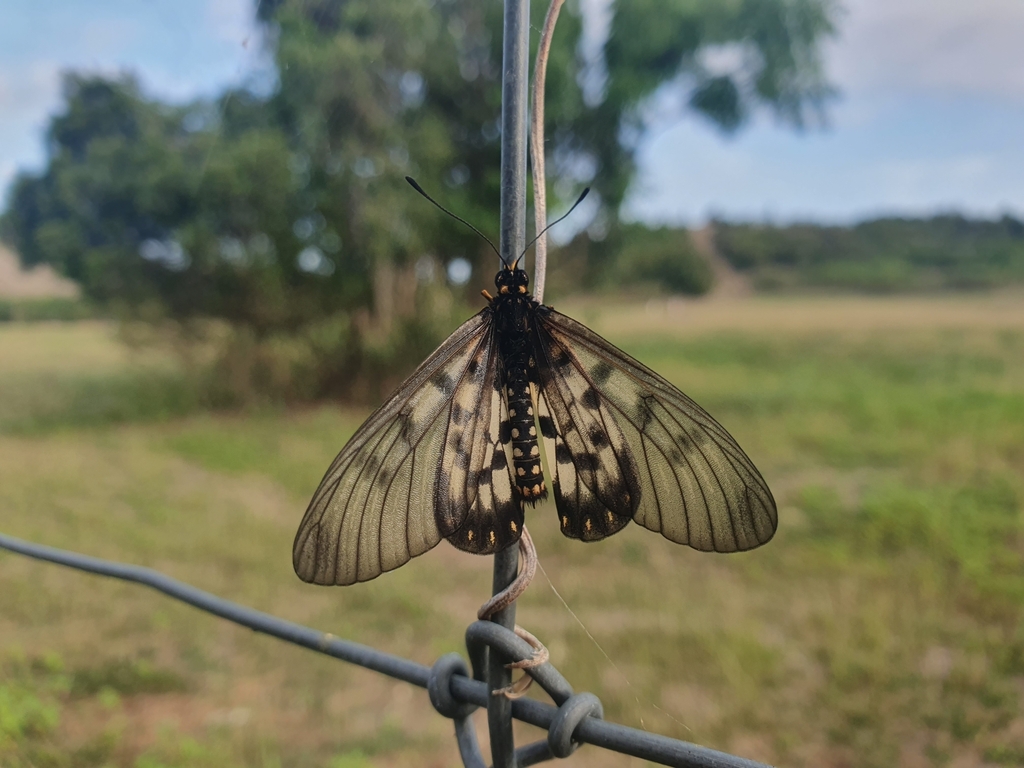 Acraea andromacha andromacha from Bourail, New Caledonia on 05 November ...