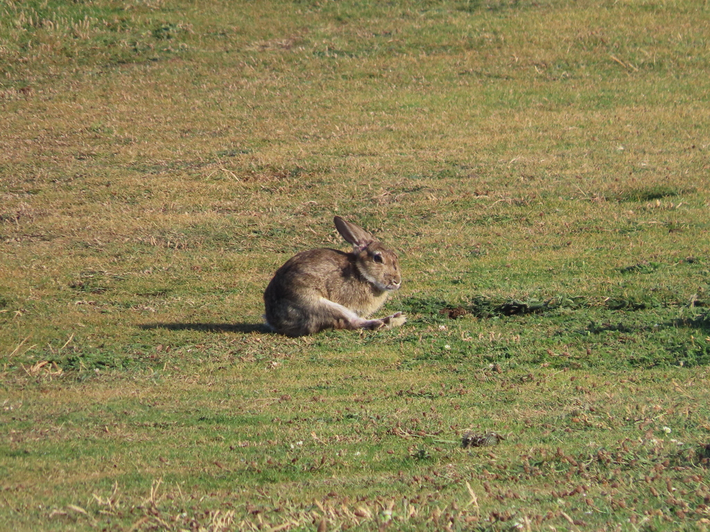 European Rabbit from Cornwall, UK on July 6, 2023 at 11:45 PM by ...