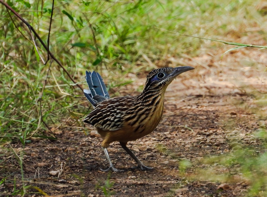 Lesser Roadrunner from 97444 Yuc., México on November 12, 2023 at 12:16 ...