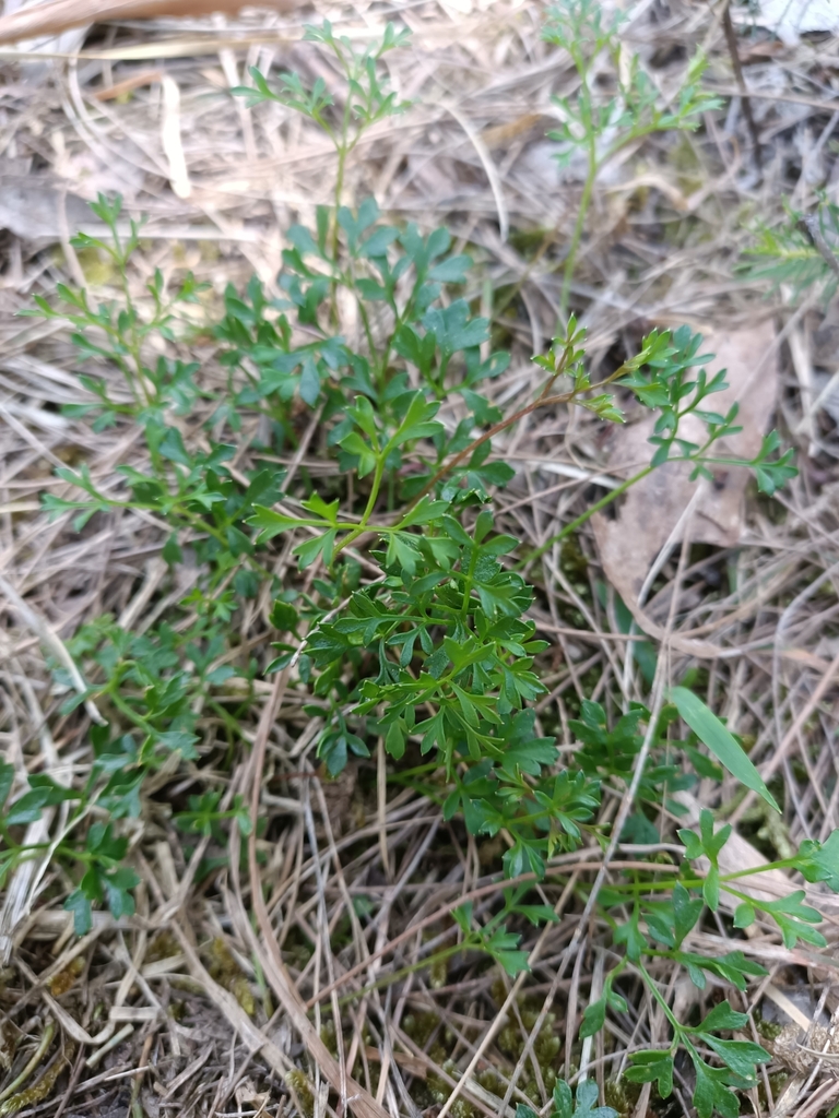 Cut-leaved Xanthosia from Frankston South VIC 3199, Australia on ...
