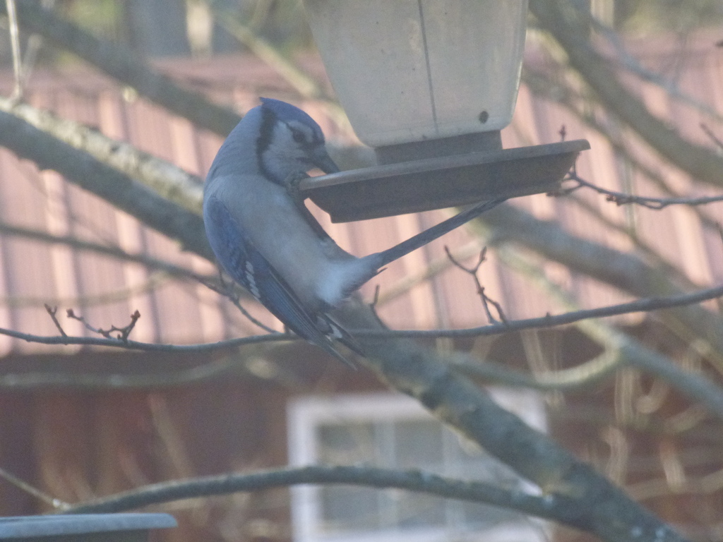 Blue Jay from Lennox and Addington County, ON, Canada on November 12 ...