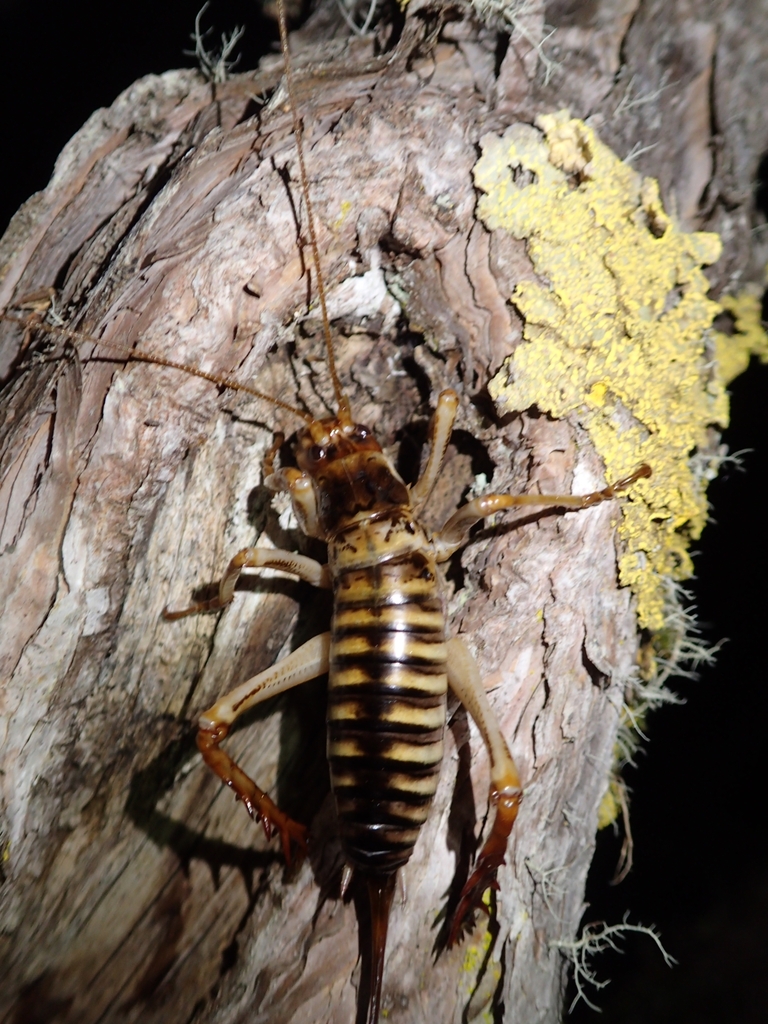Wellington Tree Wētā from Ngamahanga 4792, New Zealand on November 12 ...