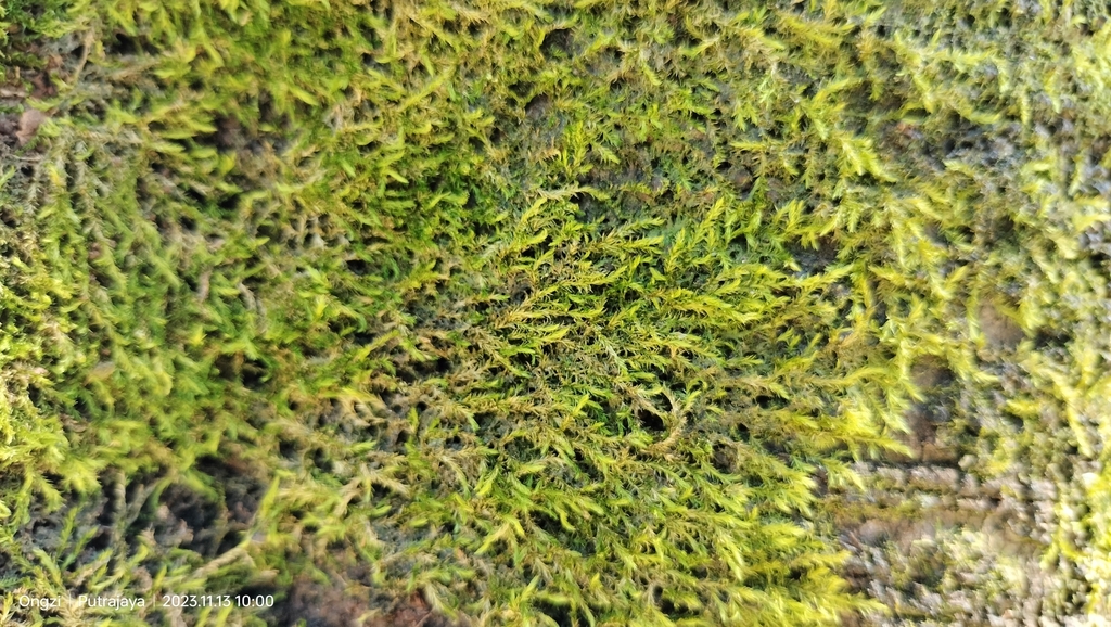 creeping feather-moss from Presint 1, 62000 Putrajaya, Malaysia on ...