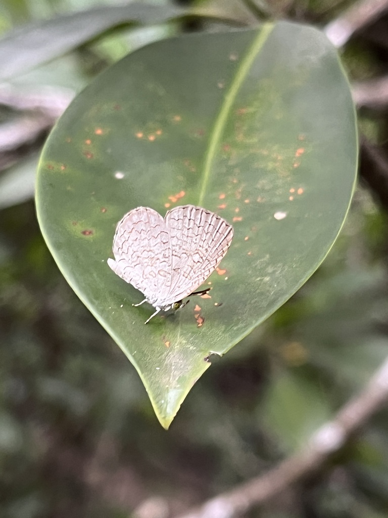 Apefly in November 2023 by Nakatada Wachi · iNaturalist