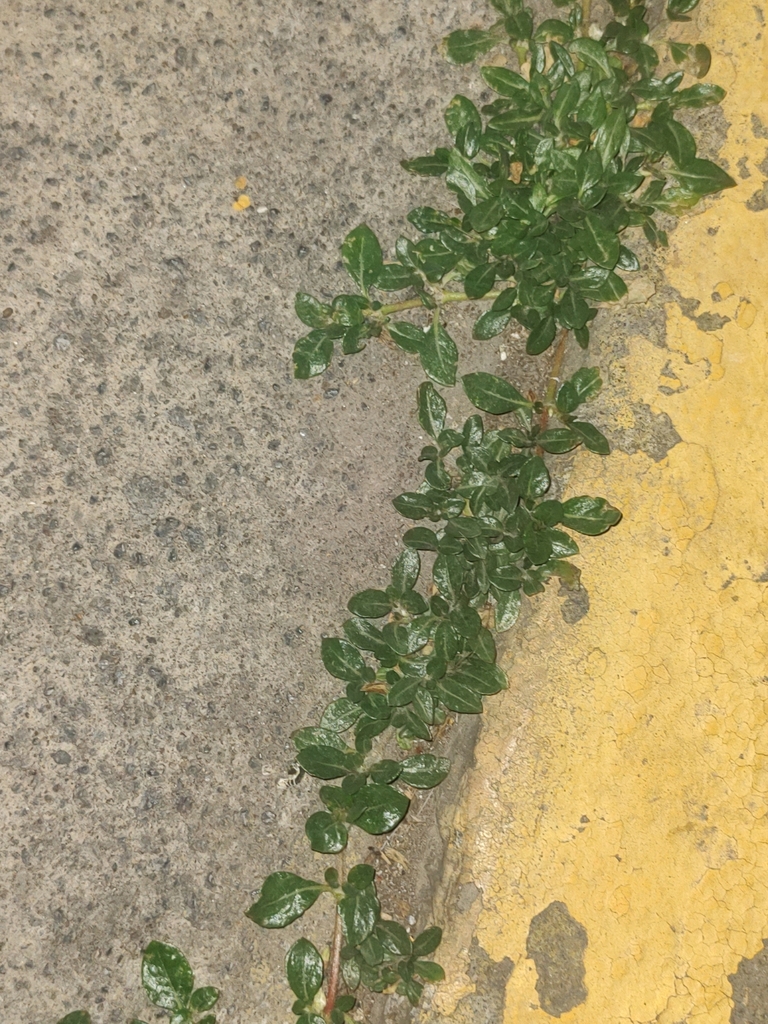 mat chaff-flower from Manzana 008, Hab Los Reyes Ixtacala Barrio de los ...