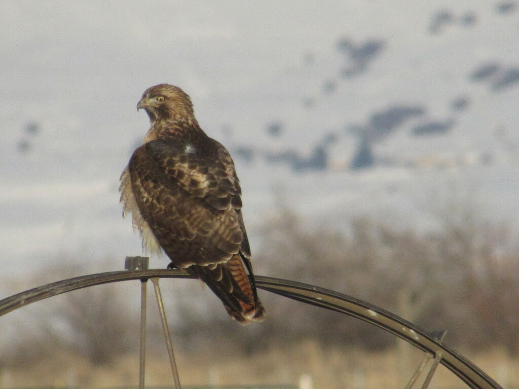 Western Red-tailed Hawk from Union County, OR, USA on February 6, 2019 ...