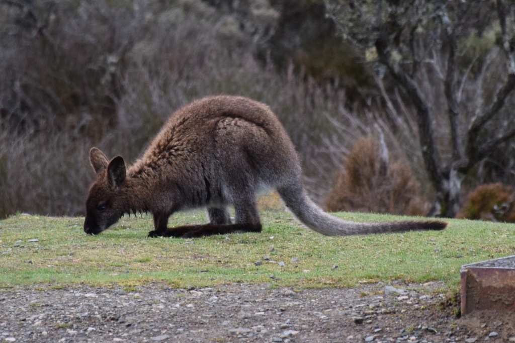 Bennett's Wallaby from Central Plateau TAS 7304, Australia on October ...