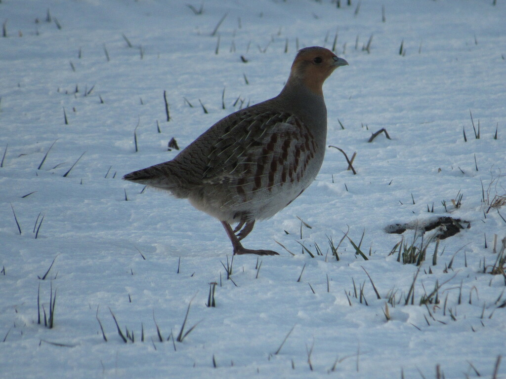 Gray Partridge from Union County, OR, USA on February 6, 2019 at 05:46 ...